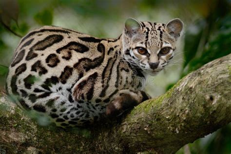 Wild Cat From Costa Rica Margay Leopardis Wiedii Beautiful Cat