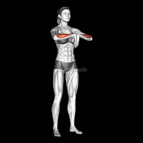 Wrist Extensor Stretch Exercise Guide Loadmuscle