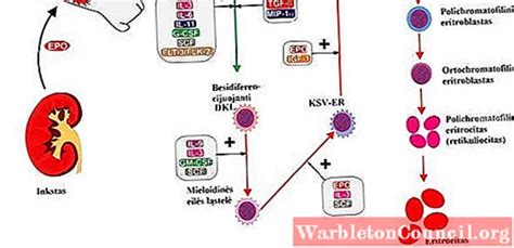 Erythropoiesis Stages And Their Characteristics Regulation Stimulants Science 2025
