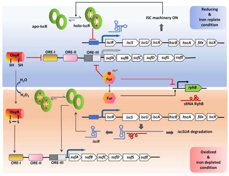 Antioxidants Special Issue Thiol Based Redox Regulation Of Cellular