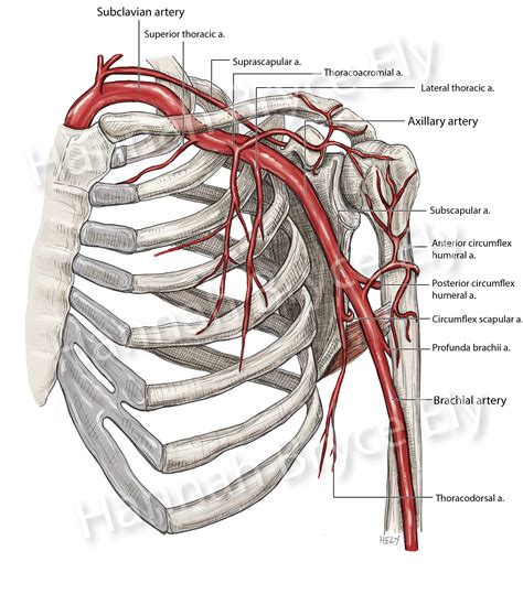 Subscapular Artery