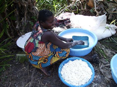 Traditional Processing Of Cassava In Congo Bushguide 101