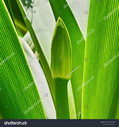 Growing Stem Crinum Asiaticum Var Japonicum Stock Photo
