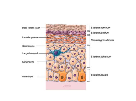Epidermiscells And Layerspptx By Hfnmtc Pptx