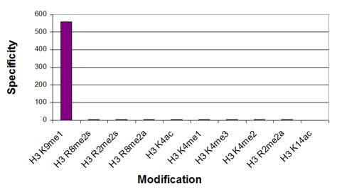 Histone H3k9me1 Antibody Mab Chip And Wb