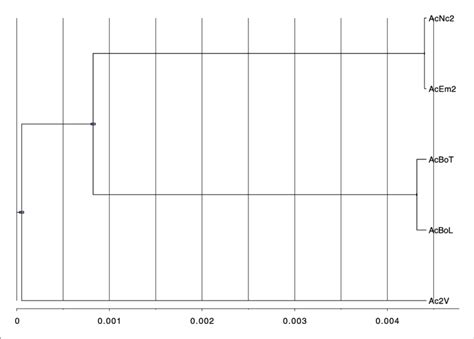 Phylogeny Shows That The Five Sequenced Albugo Candida Isolates Fall