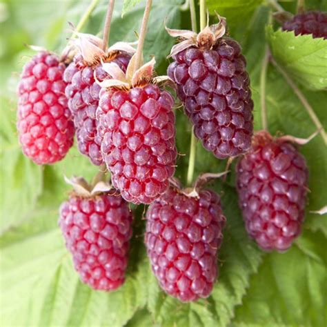 Royalty Purple Raspberry Linden Lane Farms
