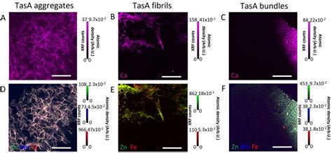 Figure 1 From Multiscale X Ray Study Of Bacillus Subtilis Biofilms