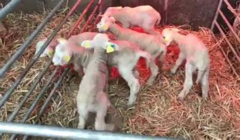 Would Ewe Believe It Second Set Of Sextuplets Born To Galway Sheep