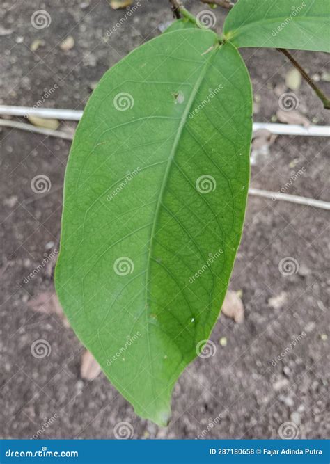 Syzygium Aqueum Leaves Also Known As Jambu Air To Indonesian Stock