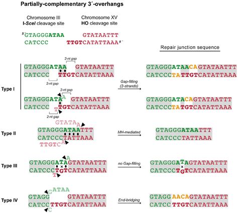 Nhej Repair Types Of Dsbs With Partially Complementary Ends All