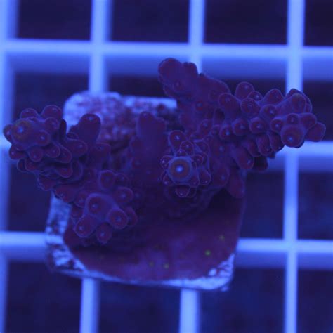 Acropora Pikachu Communitycorals