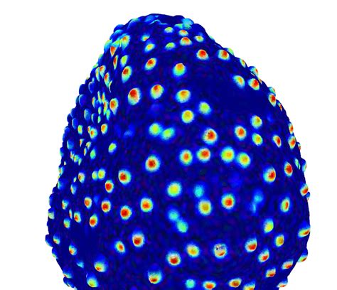 Predicting Achene Locations In Unannotated Regions Prediction In The
