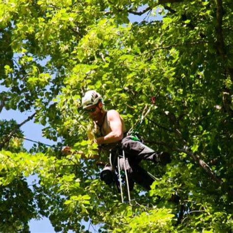 Tree Service In McDonough GA Best Tree Service McDonough GA