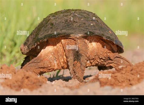 Common Snapping Turtle Ready To Lay Eggs Eastern North America By Dominique Braud Dembinsky