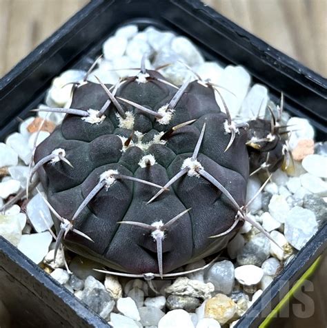 Shpr Gymnocalycium Vatteri Long Spines