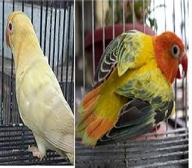 Green Euwing Opalin Decino Opaline In Lahore Parrots For Sale