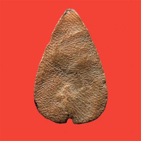 Phra Kleep Bua Wat Ling Khopthe Age Of The Name Was More Than 200 Years Ago Hobbies And Toys