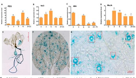 Figure 1 From Rtnac055 Promotes Drought Tolerance Via A Stomatal