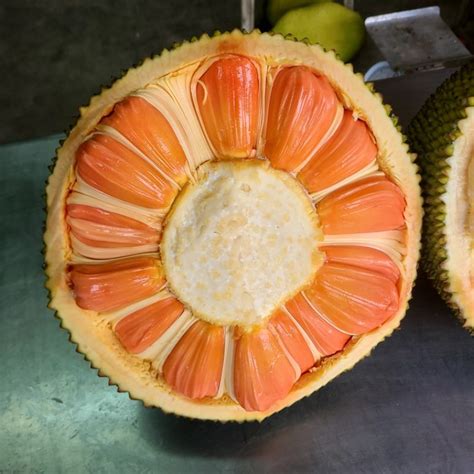 泰國紅波羅蜜🟡嫁接盆栽🟡 波羅蜜 波羅蜜苗 樹苗 果苗 矮化果樹 矮生盆栽 矮化盆栽 水果苗 水果盆栽 蝦皮購物