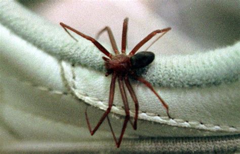 PORTAL VALE DO IVAÍ Paraná tem 3 mil picadas de aranha marrom