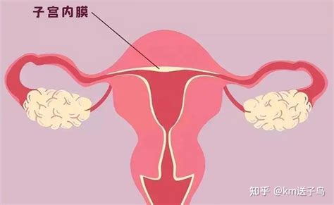 子宫内膜为什么会变薄 知乎
