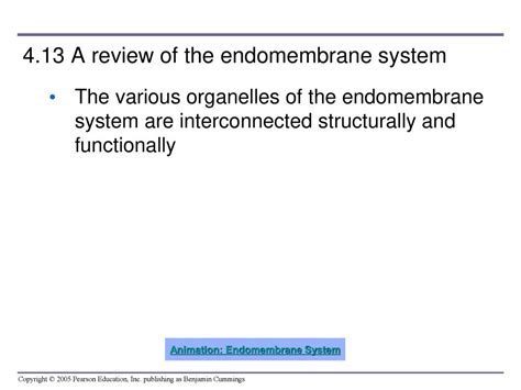 Organelles Of The Endomembrane System Ppt Download