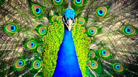 Sound Peacock🦚 Youtube