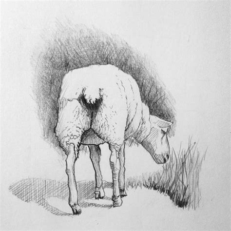 Sheep Drawings • Inspiration · Sketch A Day