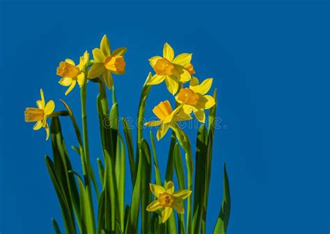 Yellow Mini Daffodils Isolated On Blue Background With Copy Space Spring Concept Stock Image