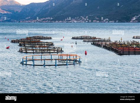 View Of Sea Fish Farm Cages And Fishing Nets Farming Dorado Sea Bream