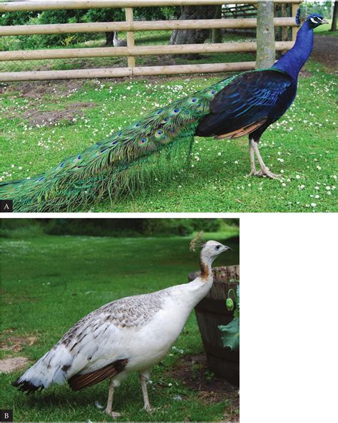The Taxonomic History Of Black Shouldered Peafowl With Darwins Help