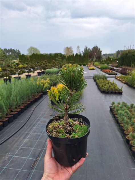 Pušis Baltažievė Pinus Heldreichii „malinki Medelynas Visžalis