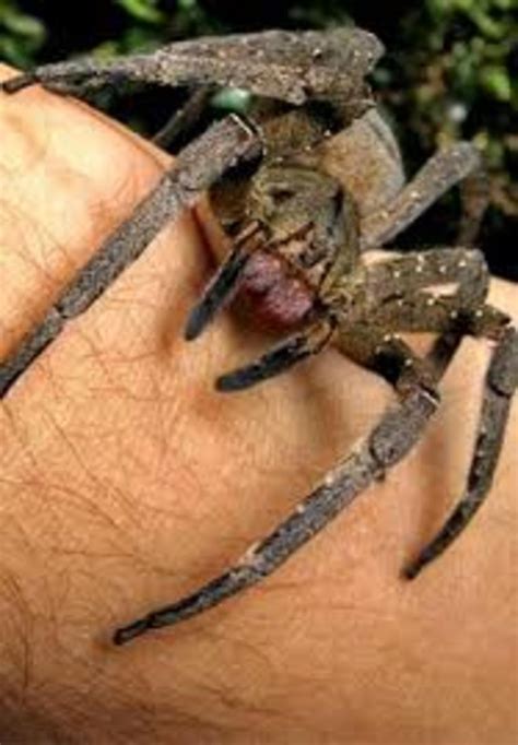 Peru Poisonous Spiders Venomous Snakes Bugs Dangerous Animals