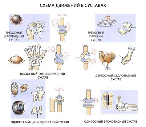 Виды Суставов Картинки – Telegraph