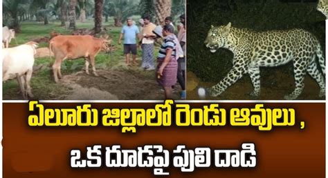 రామసింగవరం పంట పొలాల్లో దూడ మీద దాడి చేసిన పులి Trinethram News