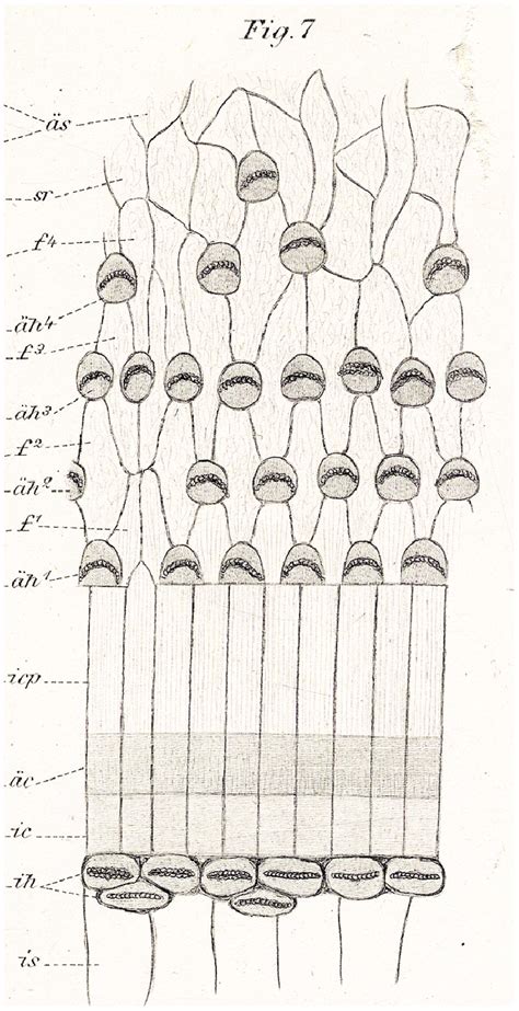 Surface Pattern Of The Human Cochlea From Retzius 1884 1
