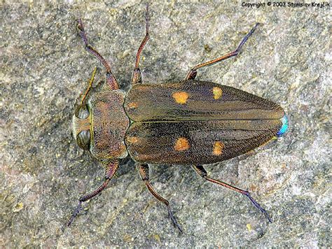 Meloidae — Buprestidae0016 