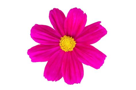 Premium Photo Purple Cosmos Flower Isolated On White Background
