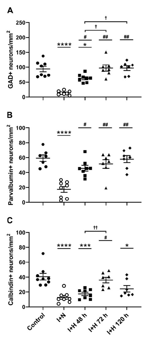 Interneuron Survival In The Parasagittal Cortex In Sham Control