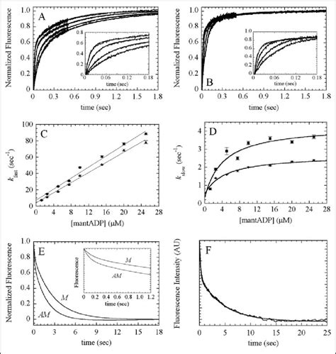 Kinetics Of 2 Deoxy Mant Adp Binding And Dissociation A Time Course Download Scientific