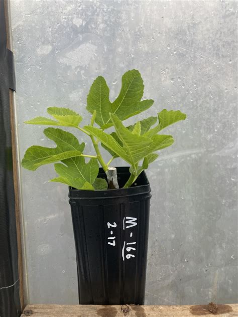 Figbid Online Auctions Of Fig Trees Fig Cuttings And Growing Supplies