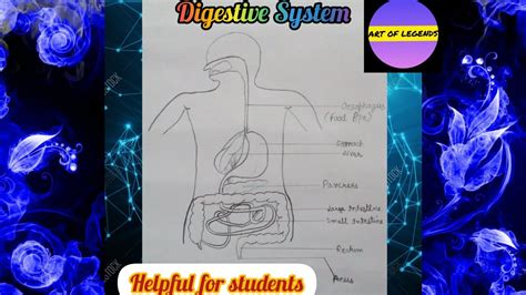 How To Draw A Diagram Of Digestive System Step By Step Easy