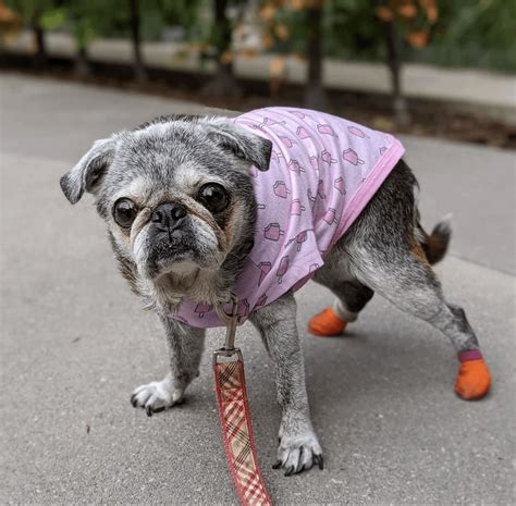 Suji Surprised To See You R Pugs