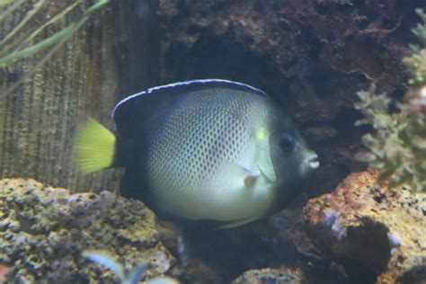 Yellowtail Angelfish Zoochat
