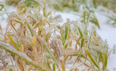 Grass Are Covered With A Crust Of Ice Stock Image Image Of Icing