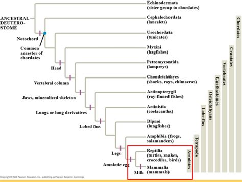 Phylum Traits Flashcards Quizlet