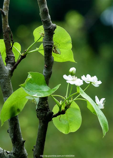 【梨花摄影图片】生态摄影中山马龙摄影博客太平洋电脑网摄影部落