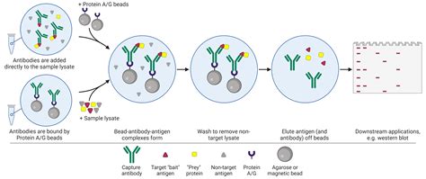 Co Immunoprecipitation Co Ip The Complete Guide