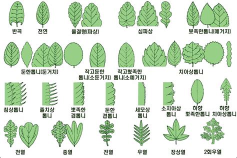 잎의 가장자리 엽연 네이버 블로그